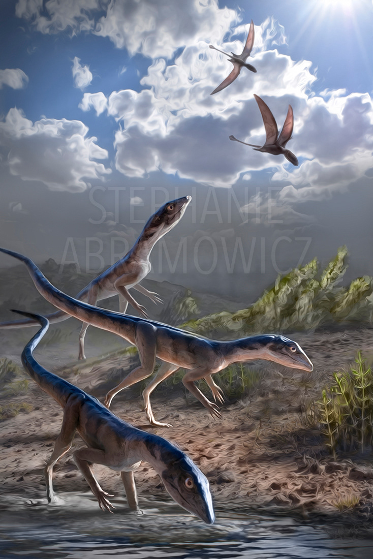 Stephanie Abramowicz: Natural Science Illustration - ILLUSTRATION