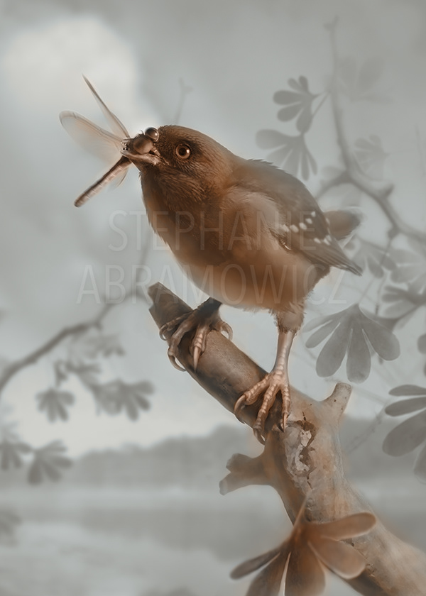 Stephanie Abramowicz: Natural Science Illustration - ILLUSTRATION gallery 2