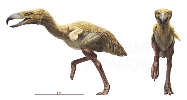 Stephanie Abramowicz: Natural Science Illustration - ILLUSTRATION