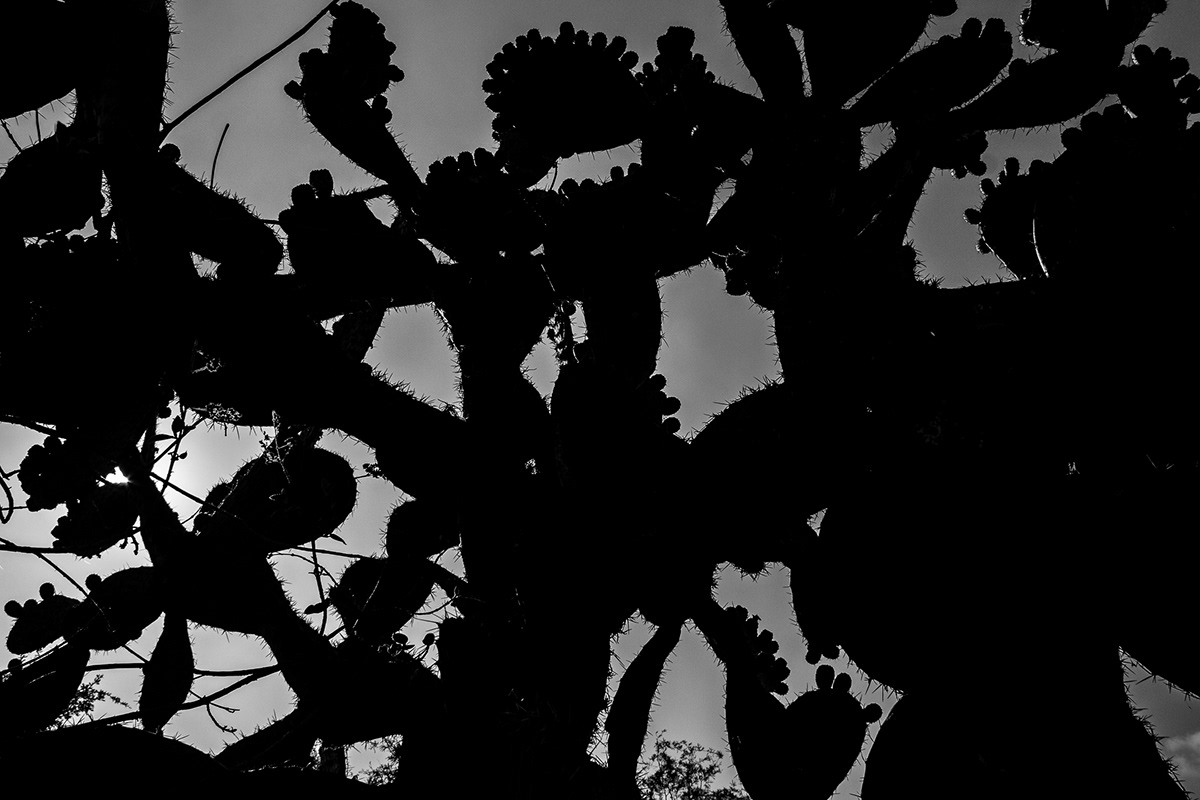 Rodolfo Hernández - Magueyeras y Nopaleras