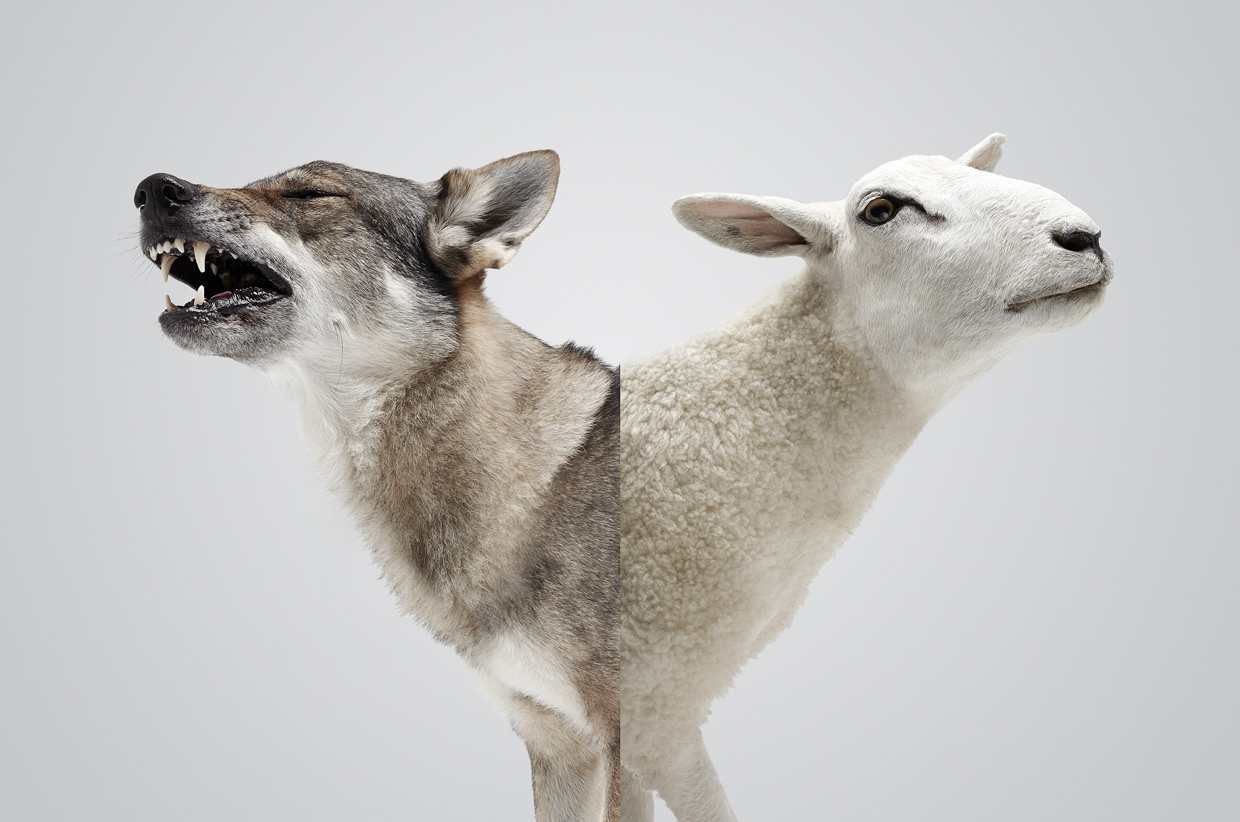 Maarten Wouters - Wolf in sheep clothing